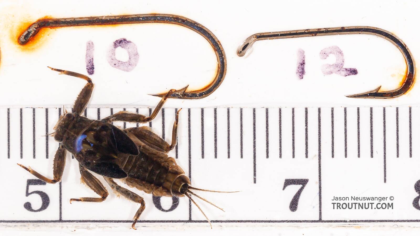 Drunella doddsii (Western Green Drake) Mayfly Nymph Pictures