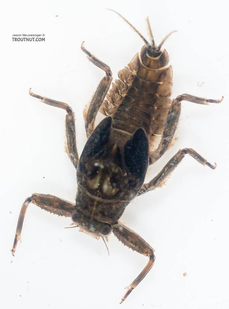 Drunella doddsii (Western Green Drake) Mayfly Nymph Pictures