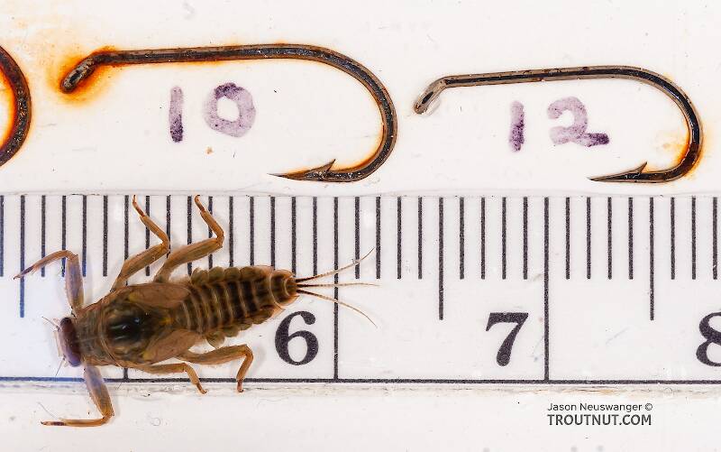 Drunella doddsii (Western Green Drake) Mayfly Nymph Pictures