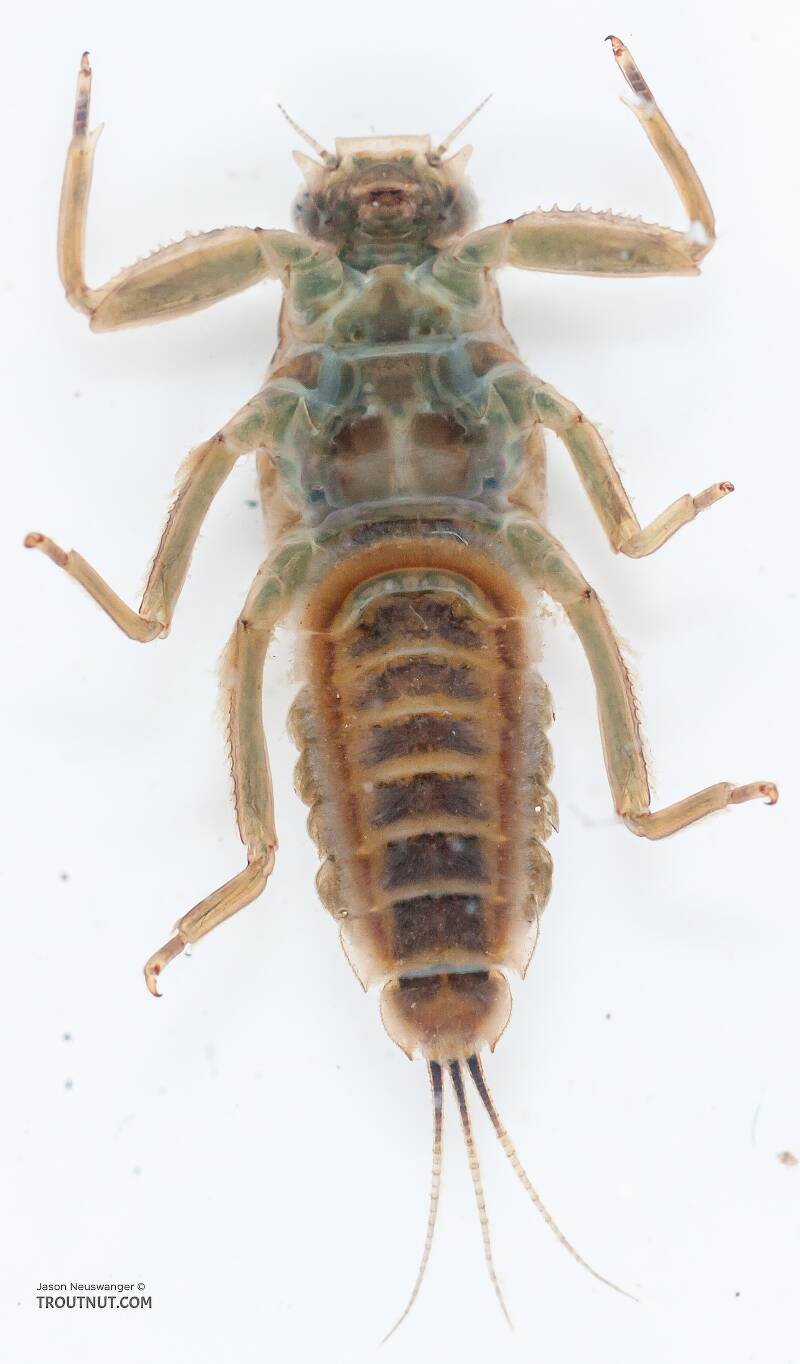 Drunella doddsii (Western Green Drake) Mayfly Nymph Pictures