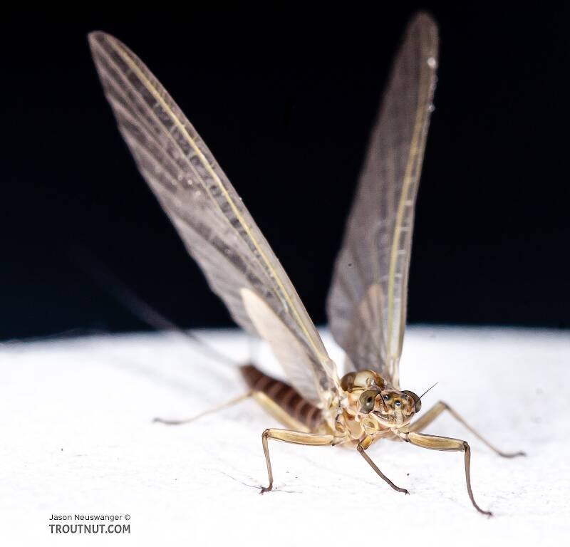 Female Cinygmula (Dark Red Quill) Mayfly Dun Pictures