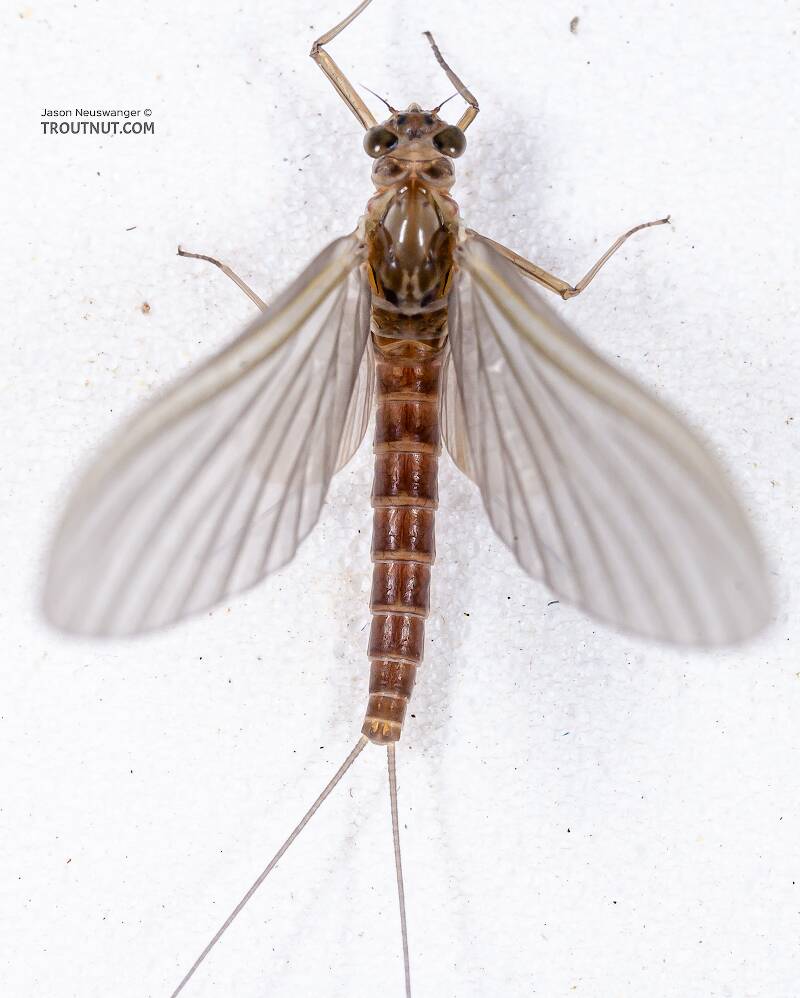 Female Cinygmula (Dark Red Quill) Mayfly Dun Pictures