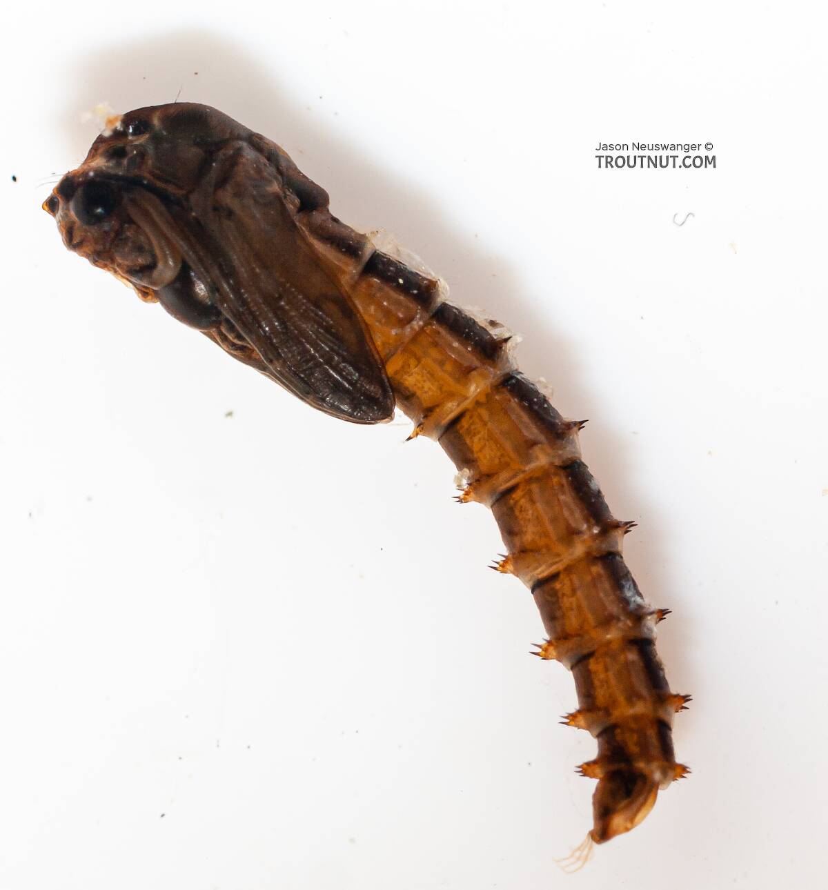 Chironomidae (Midge) True Fly Pupa Pictures