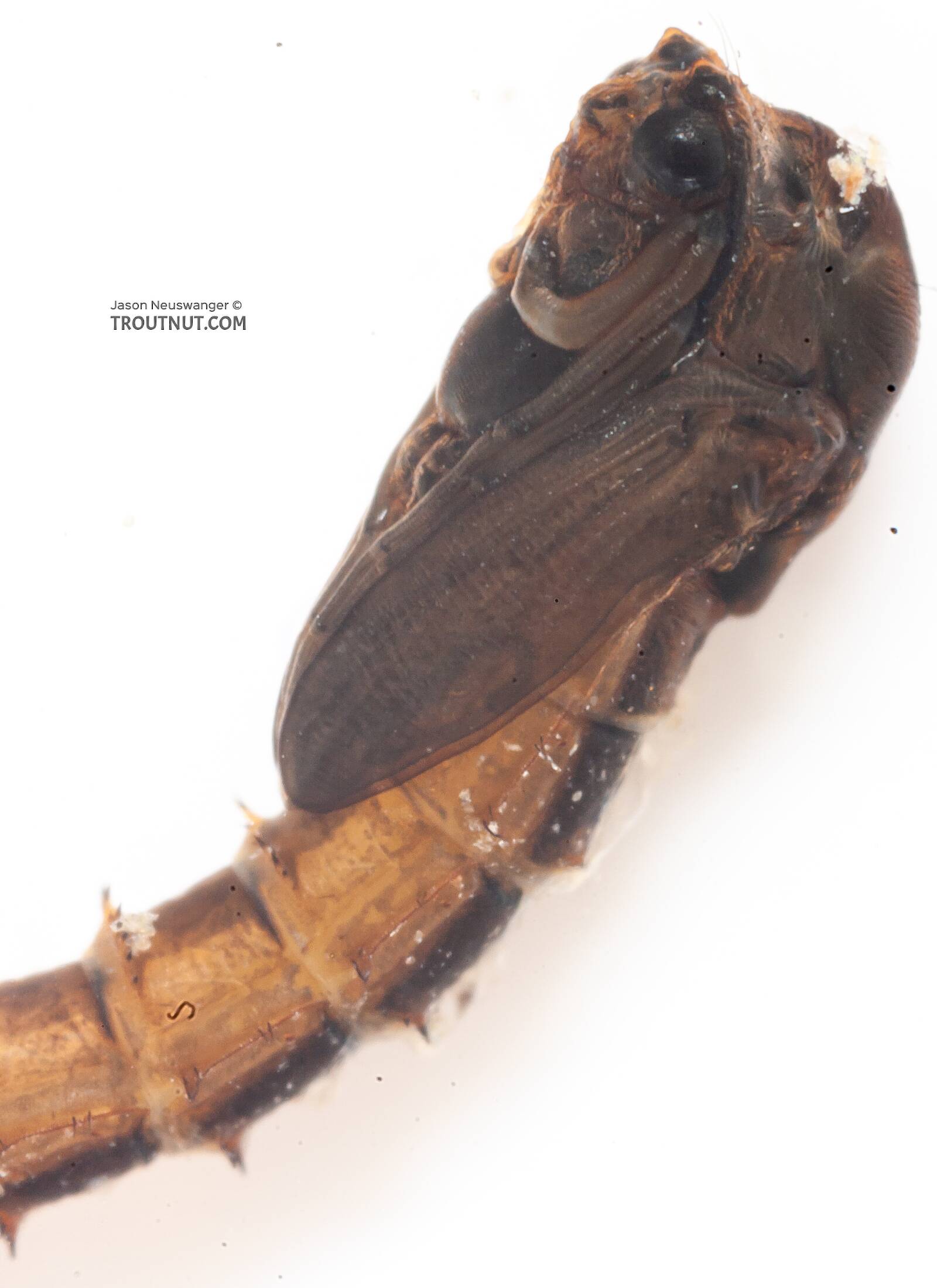 Chironomidae (Midge) True Fly Pupa Pictures