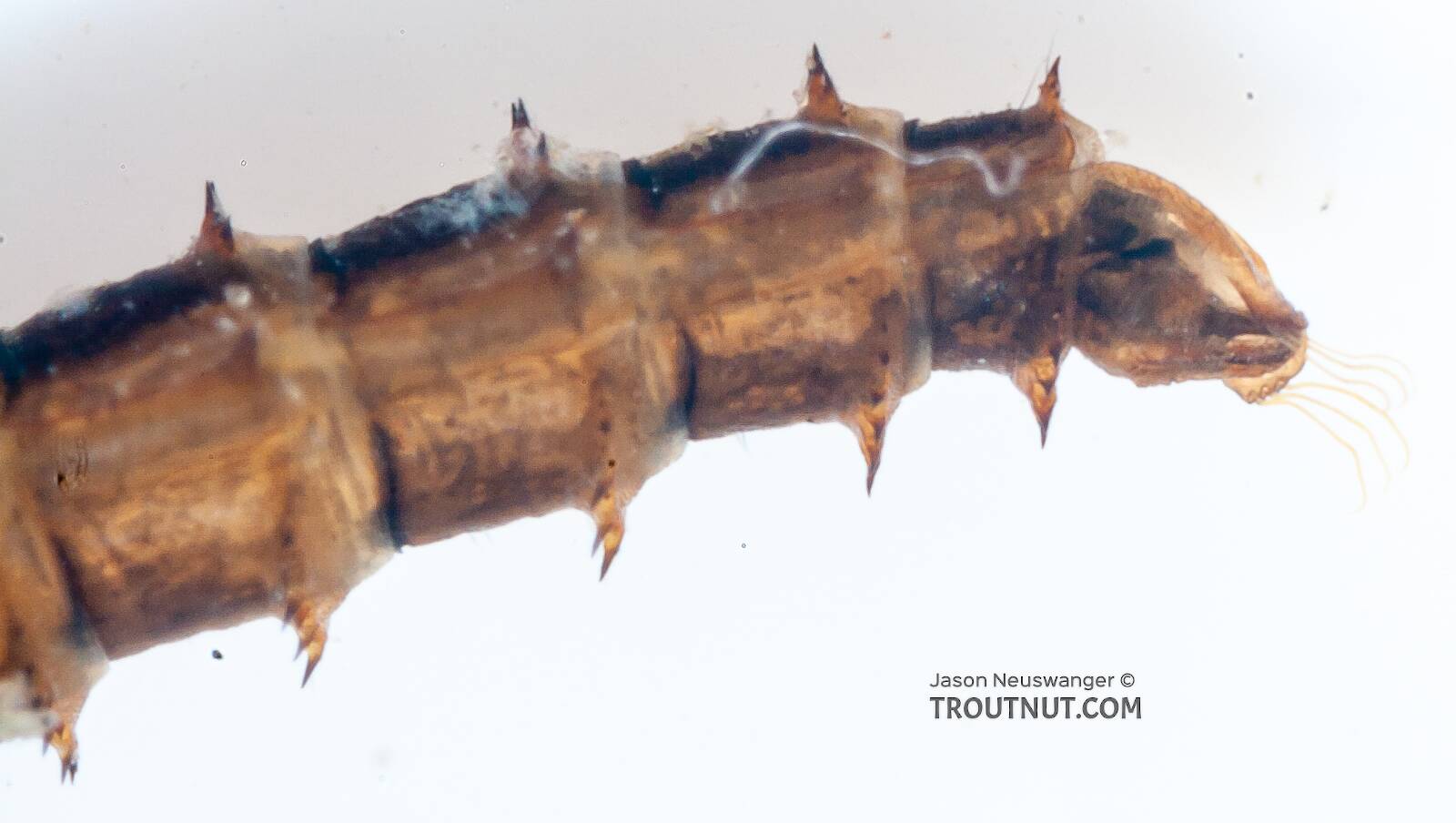 Chironomidae (Midge) True Fly Pupa Pictures