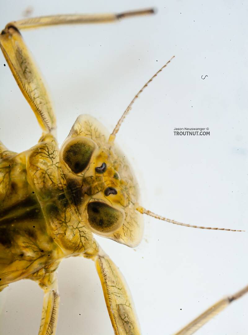 Epeorus deceptivus Mayfly Nymph Pictures