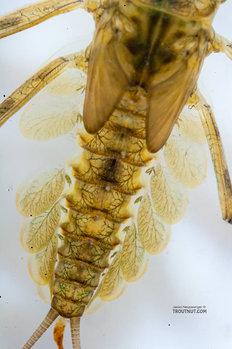 Epeorus deceptivus Mayfly Nymph Pictures