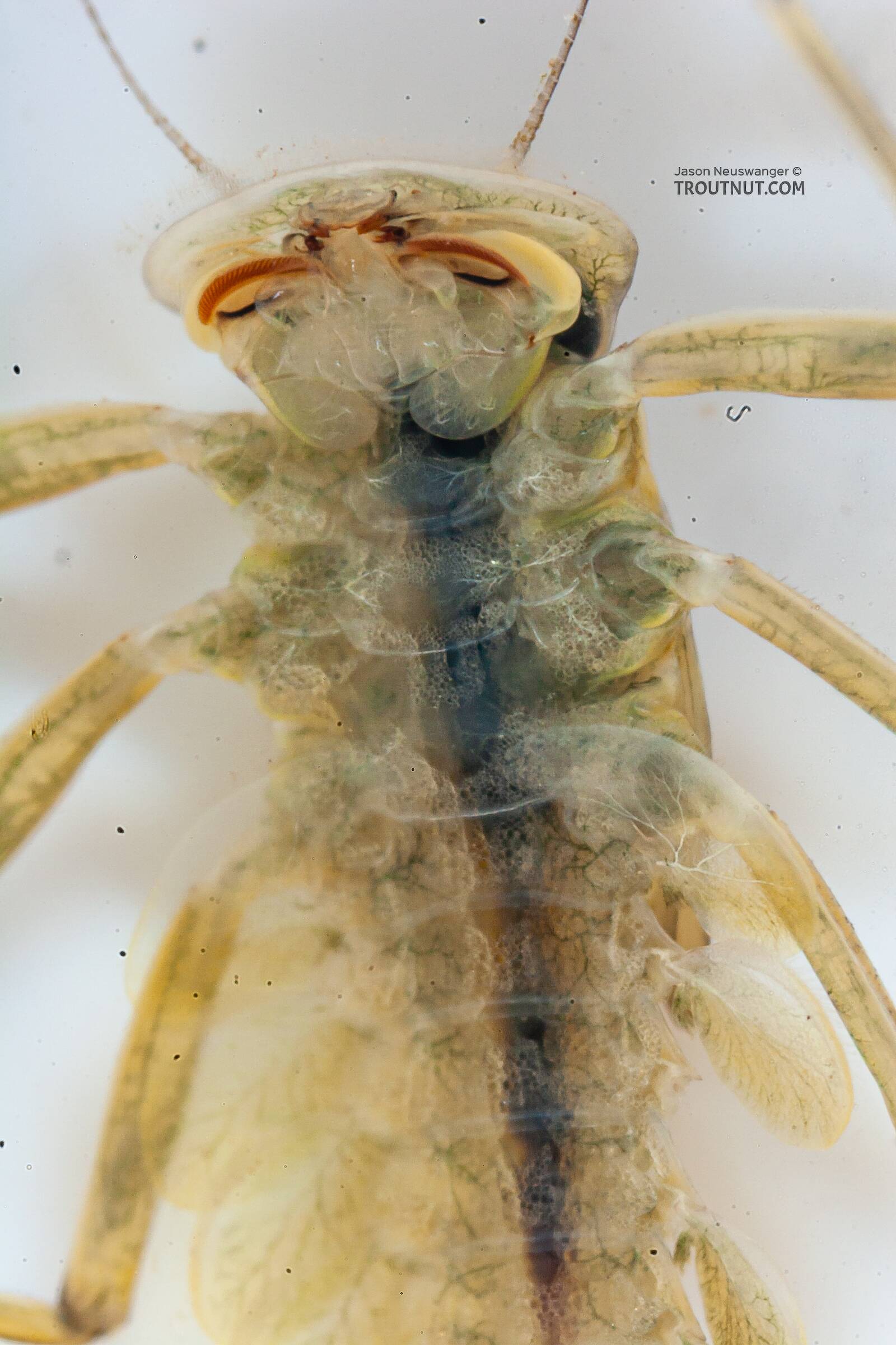 Epeorus deceptivus Mayfly Nymph Pictures