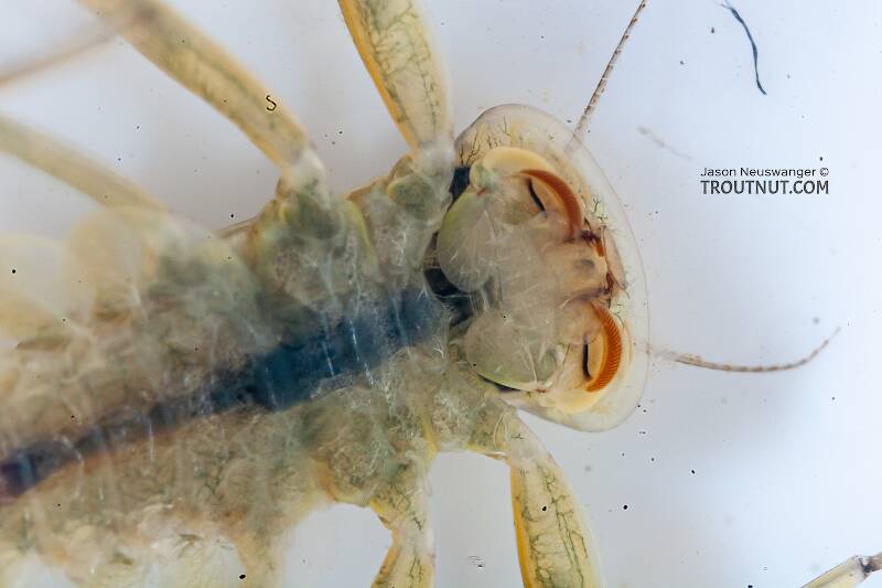 Epeorus deceptivus Mayfly Nymph Pictures