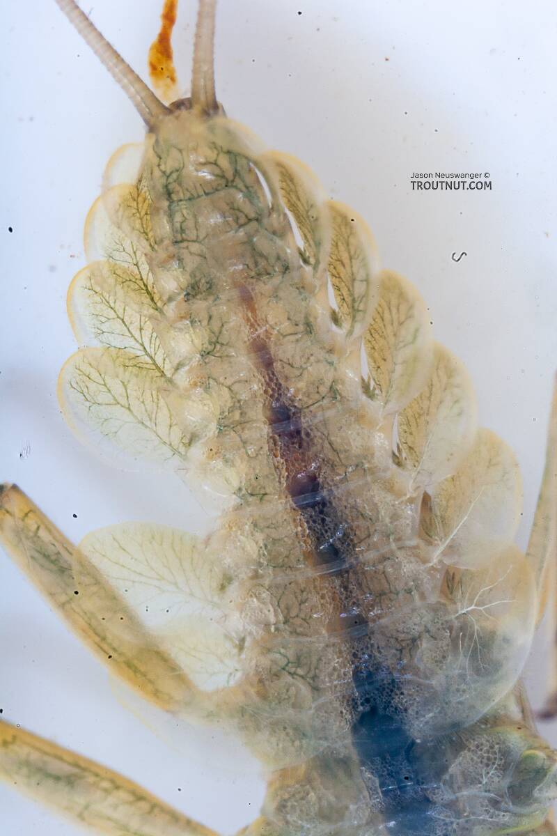 Epeorus deceptivus Mayfly Nymph Pictures