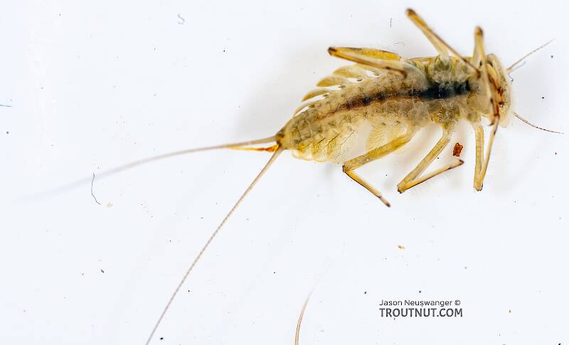 Epeorus deceptivus Mayfly Nymph Pictures