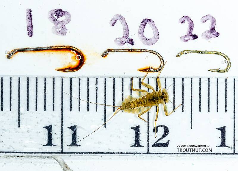 Epeorus deceptivus Mayfly Nymph Pictures