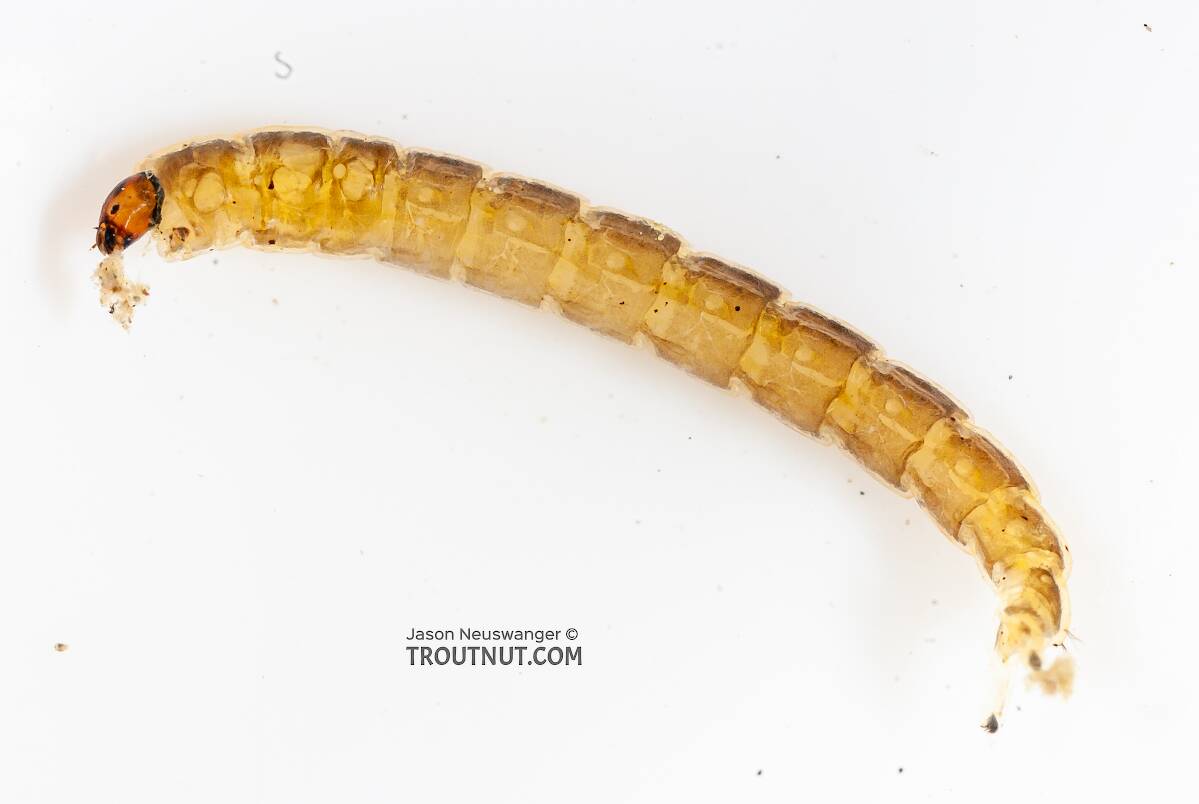 Chironomidae (Midge) True Fly Larva Pictures