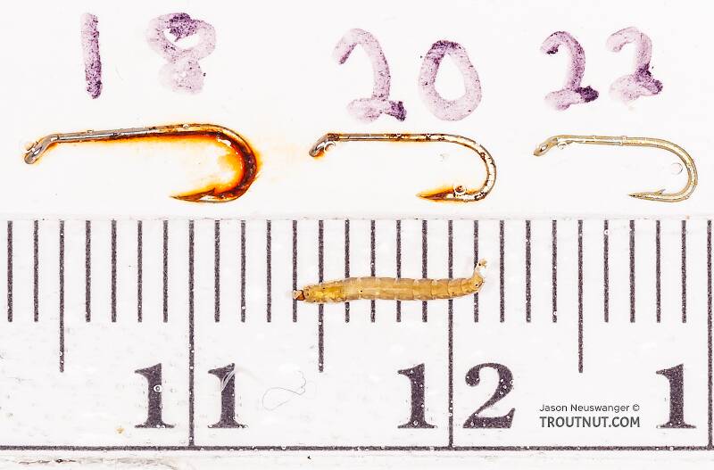 Chironomidae (Midge) True Fly Larva Pictures