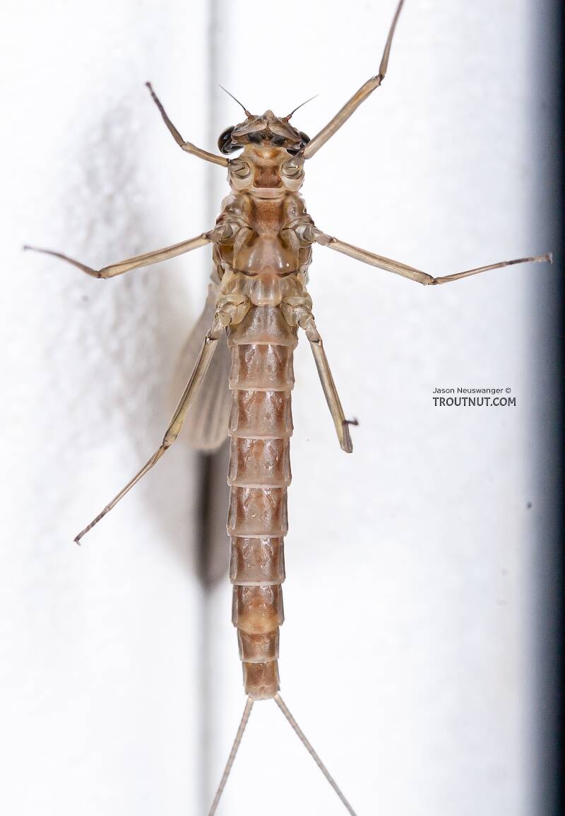 Female Cinygmula (Dark Red Quill) Mayfly Dun Pictures