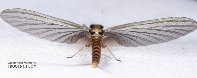 Female Cinygmula (Dark Red Quill) Mayfly Dun Pictures