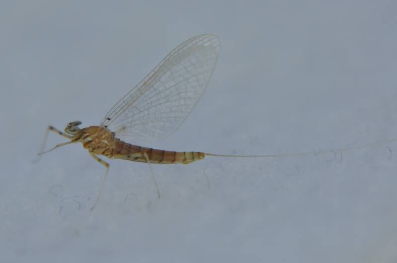 Female Epeorus (Little Maryatt) Mayfly Spinner Pictures