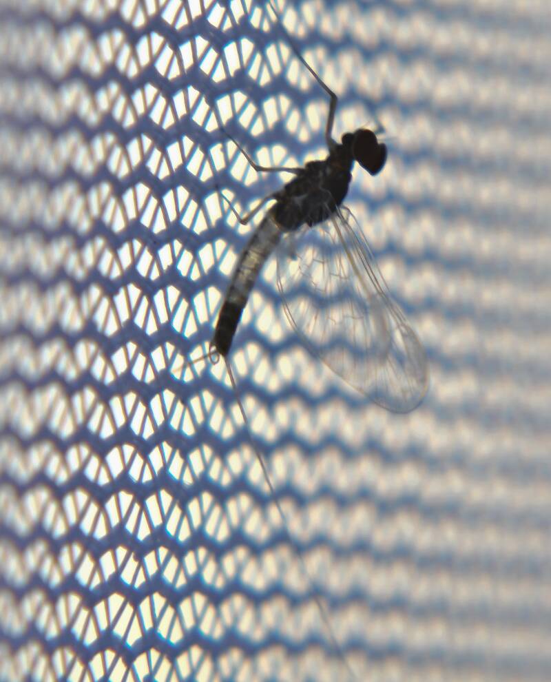Male Acentrella turbida (Tiny Blue-Winged Olive) Mayfly Spinner Pictures
