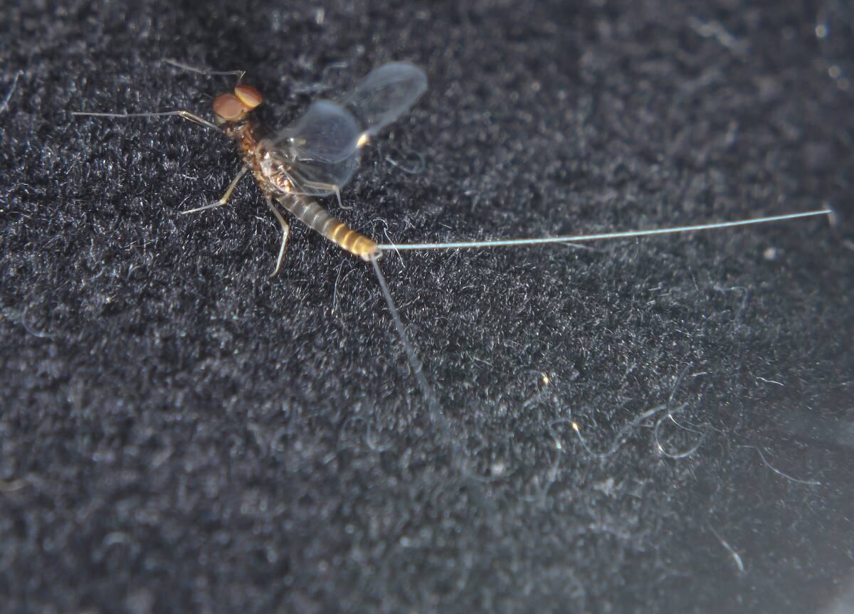 Male Acentrella turbida (Tiny Blue-Winged Olive) Mayfly Spinner Pictures