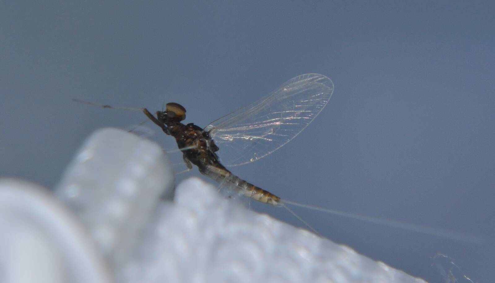 Male Acentrella turbida (Tiny Blue-Winged Olive) Mayfly Spinner Pictures