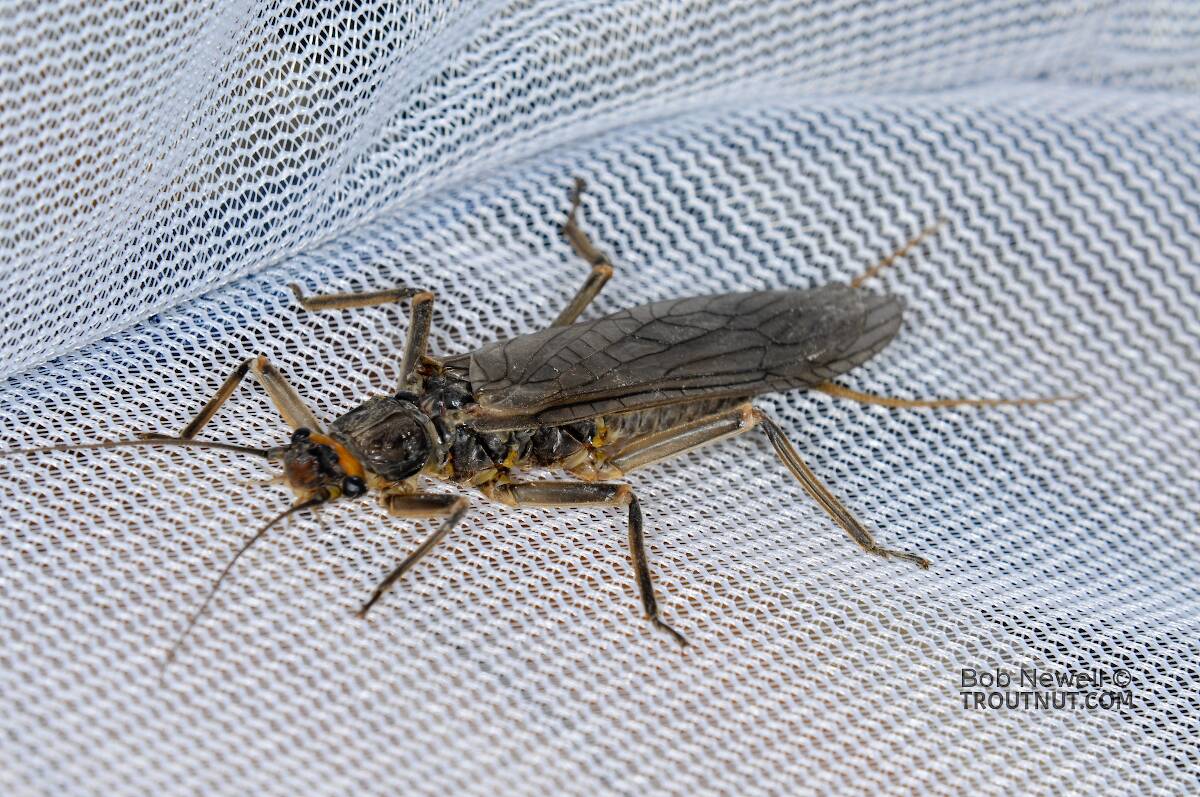 Female Claassenia sabulosa (Golden Stone) Stonefly Adult Pictures