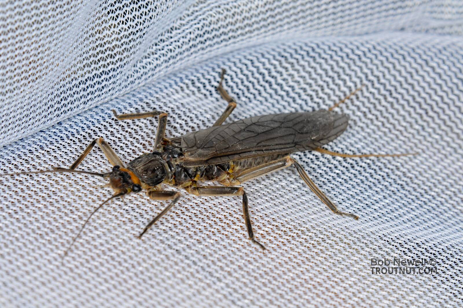 Shortwing Stoneflies