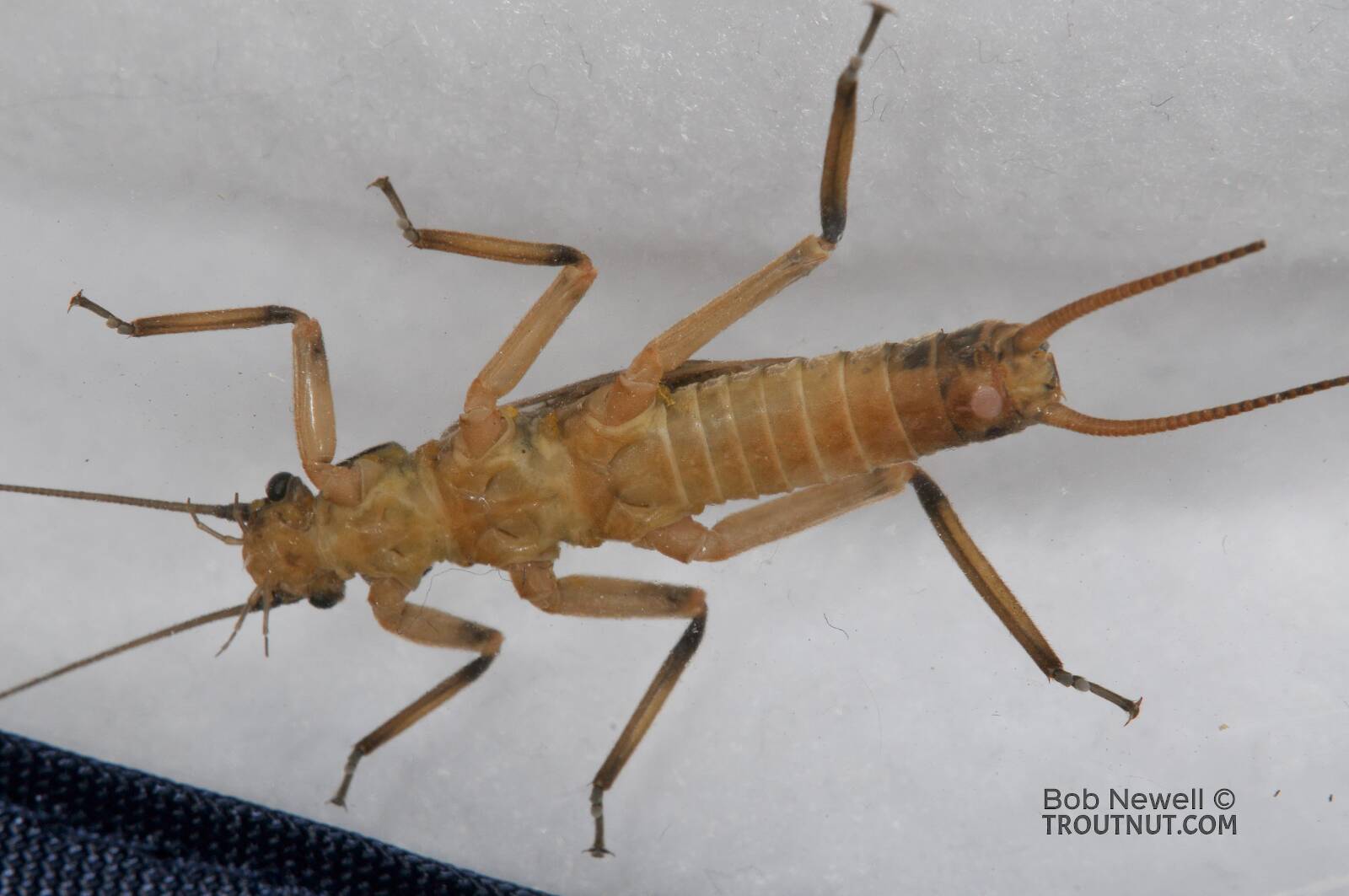 Male Claassenia sabulosa (Golden Stone) Stonefly Adult Pictures