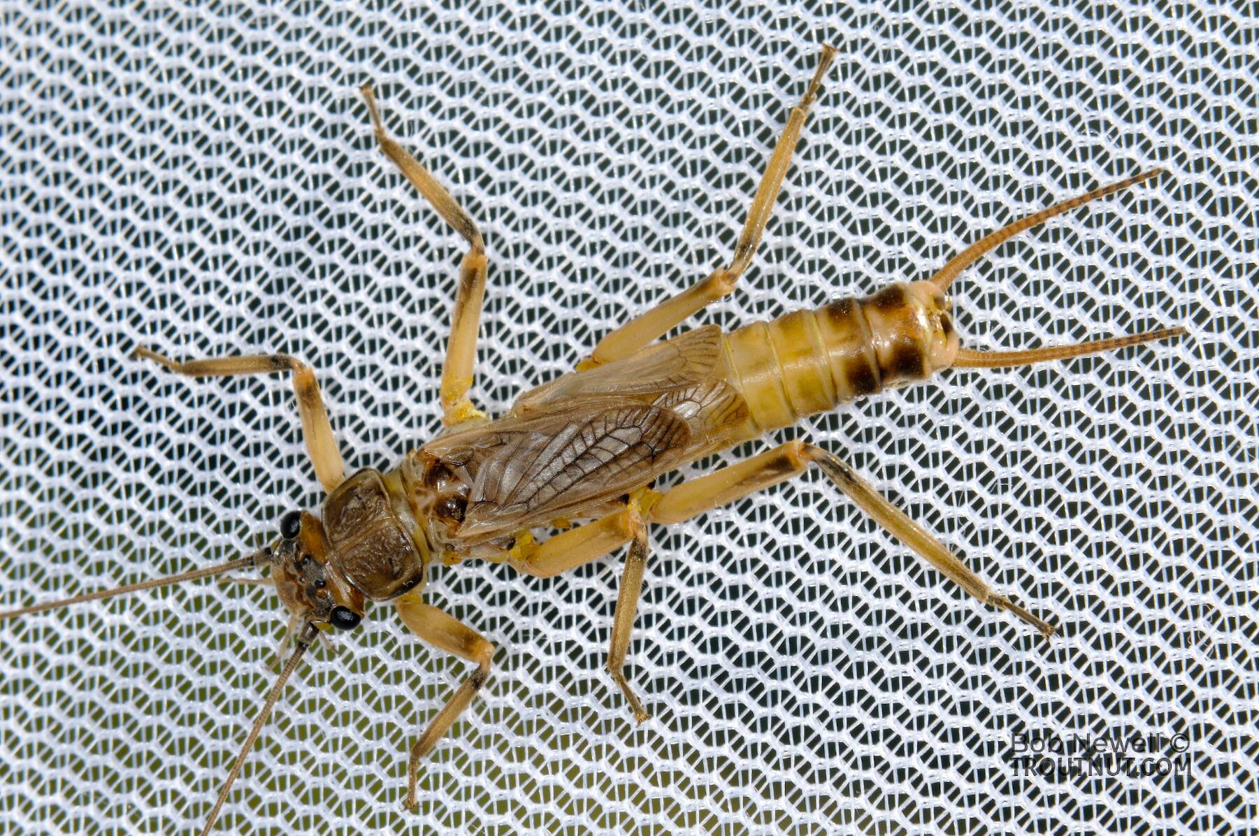 Stonefly Family Perlidae (Golden Stones)