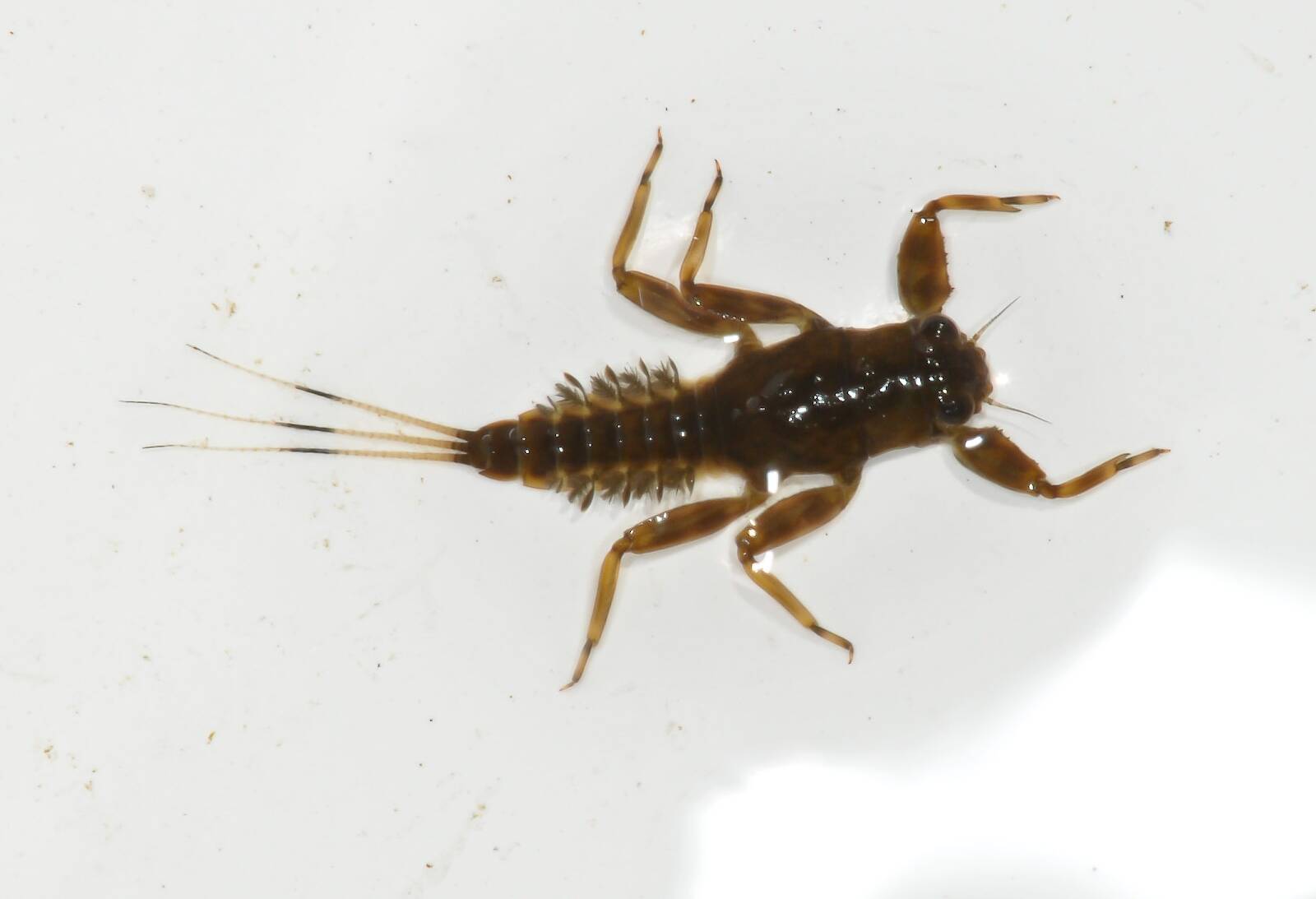 Mayfly Species Drunella coloradensis (Small Western Green Drakes)