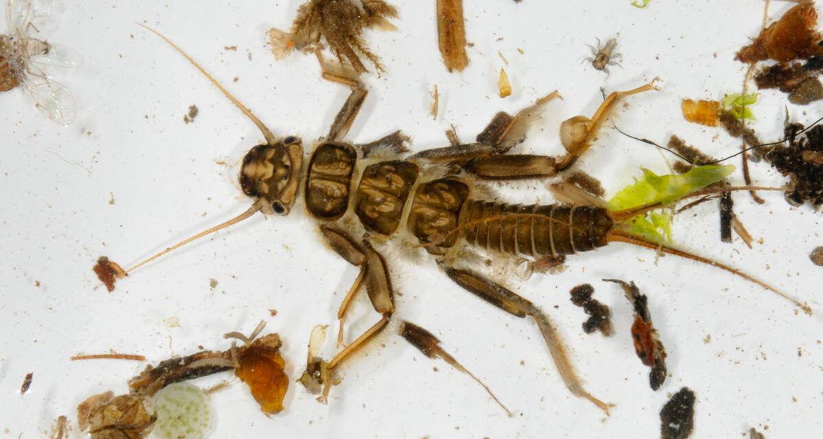 Calineuria californica (Golden Stone) Stonefly Nymph Pictures
