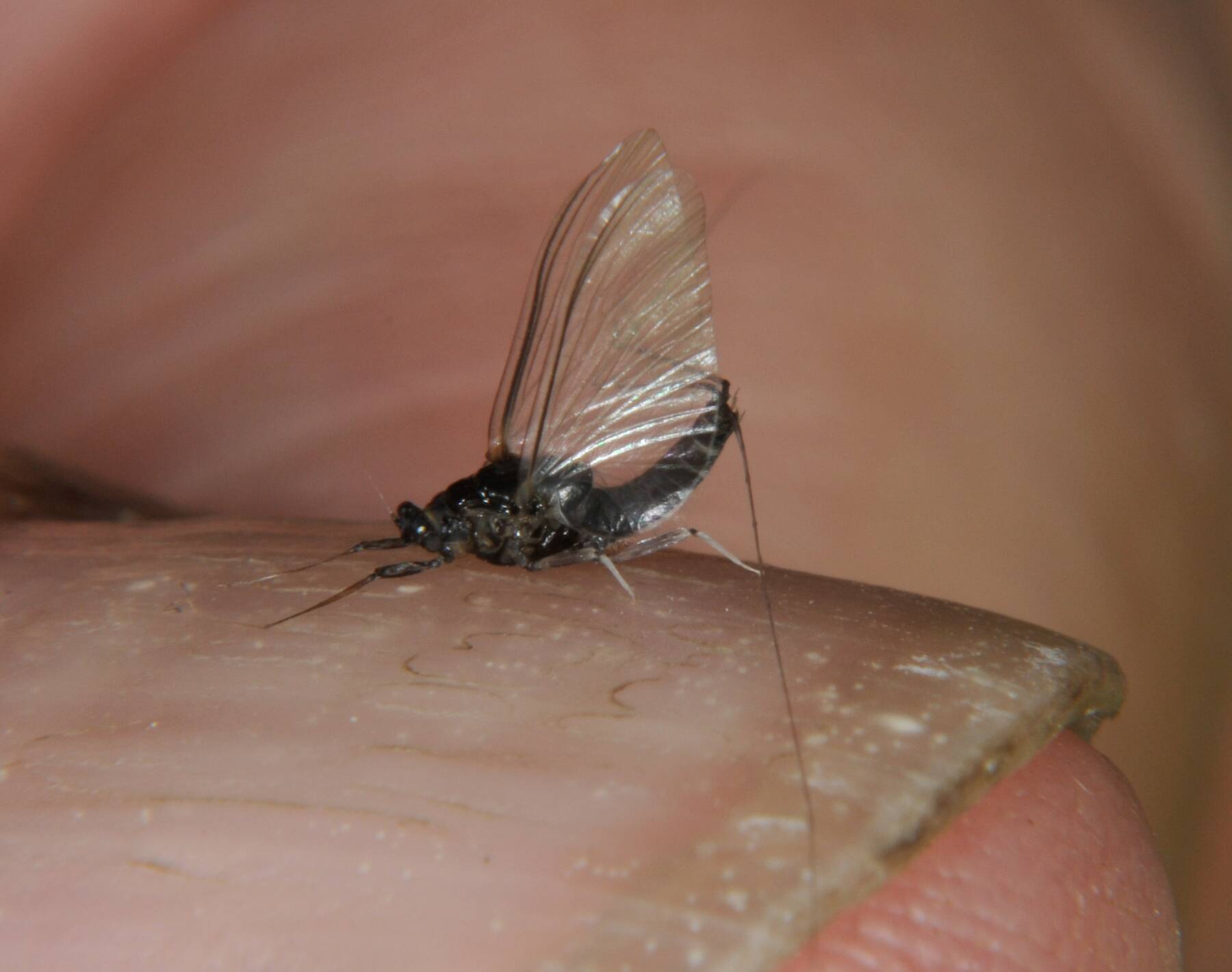 Mayfly Genus Tricorythodes (Tricos)