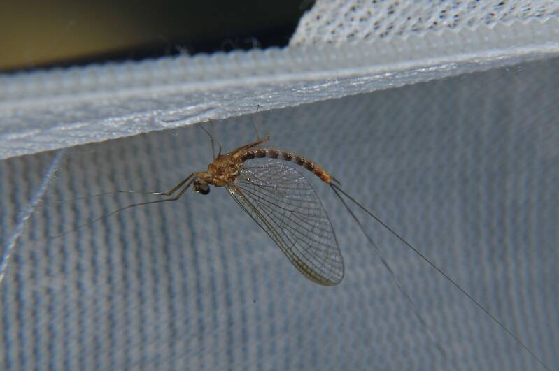 Male Cinygmula ramaleyi (Small Western Gordon Quill) Mayfly Spinner ...