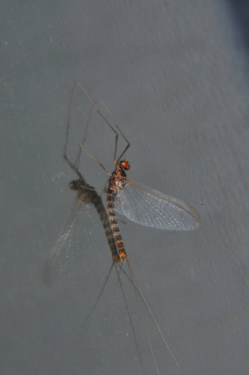 Male Paraleptophlebia bicornuta (Mahogany Dun) Mayfly Spinner Pictures