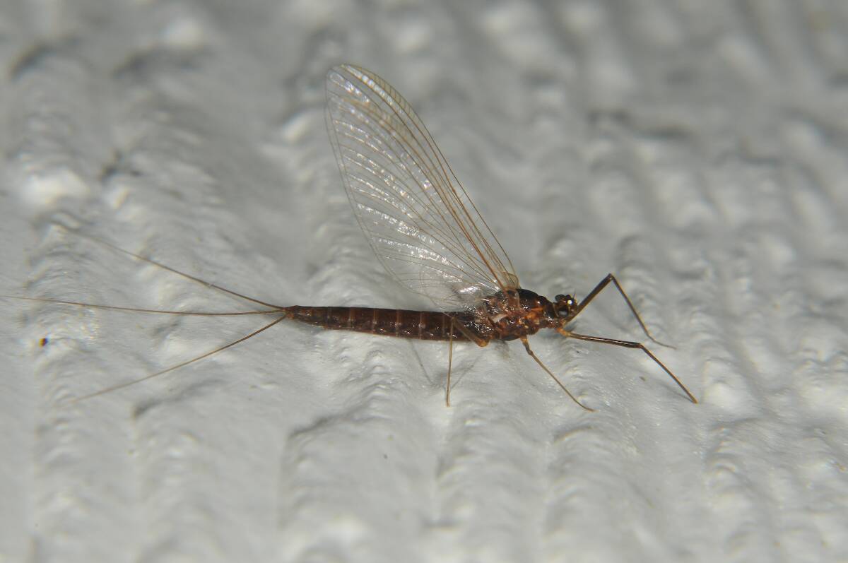 Female Paraleptophlebia bicornuta (Mahogany Dun) Mayfly Spinner Pictures