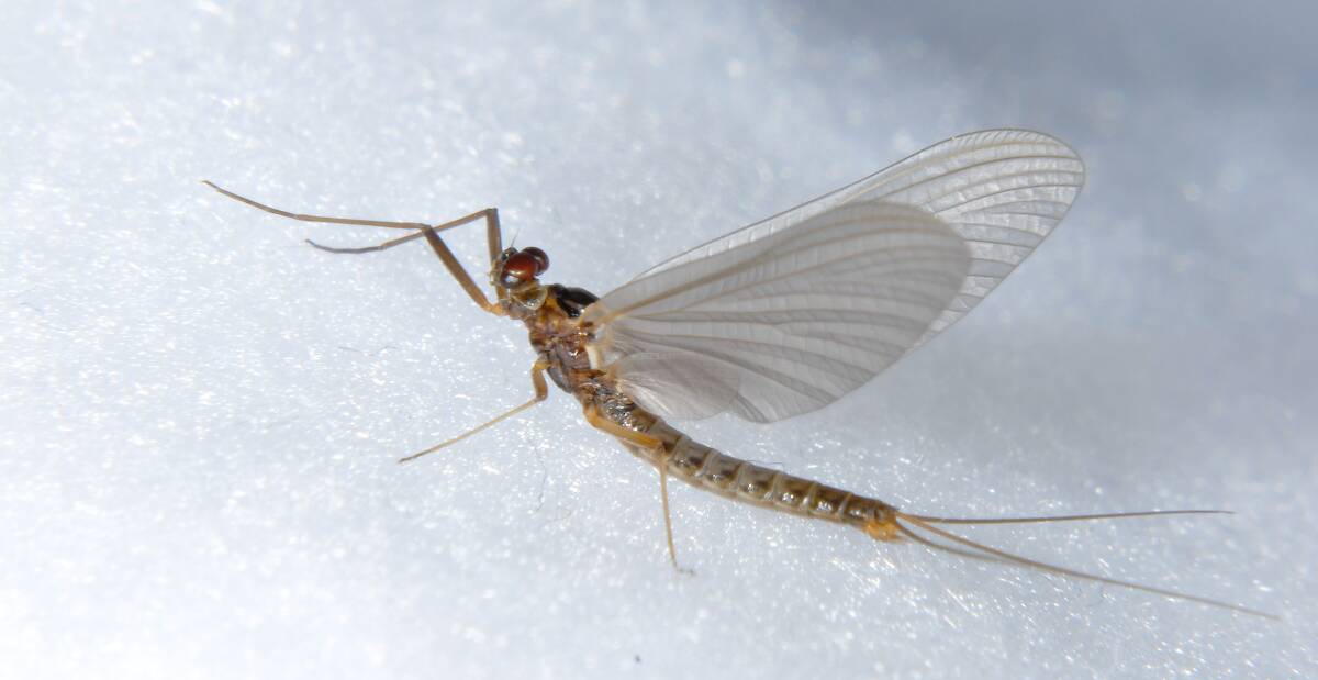 Male Paraleptophlebia bicornuta (Mahogany Dun) Mayfly Dun Pictures