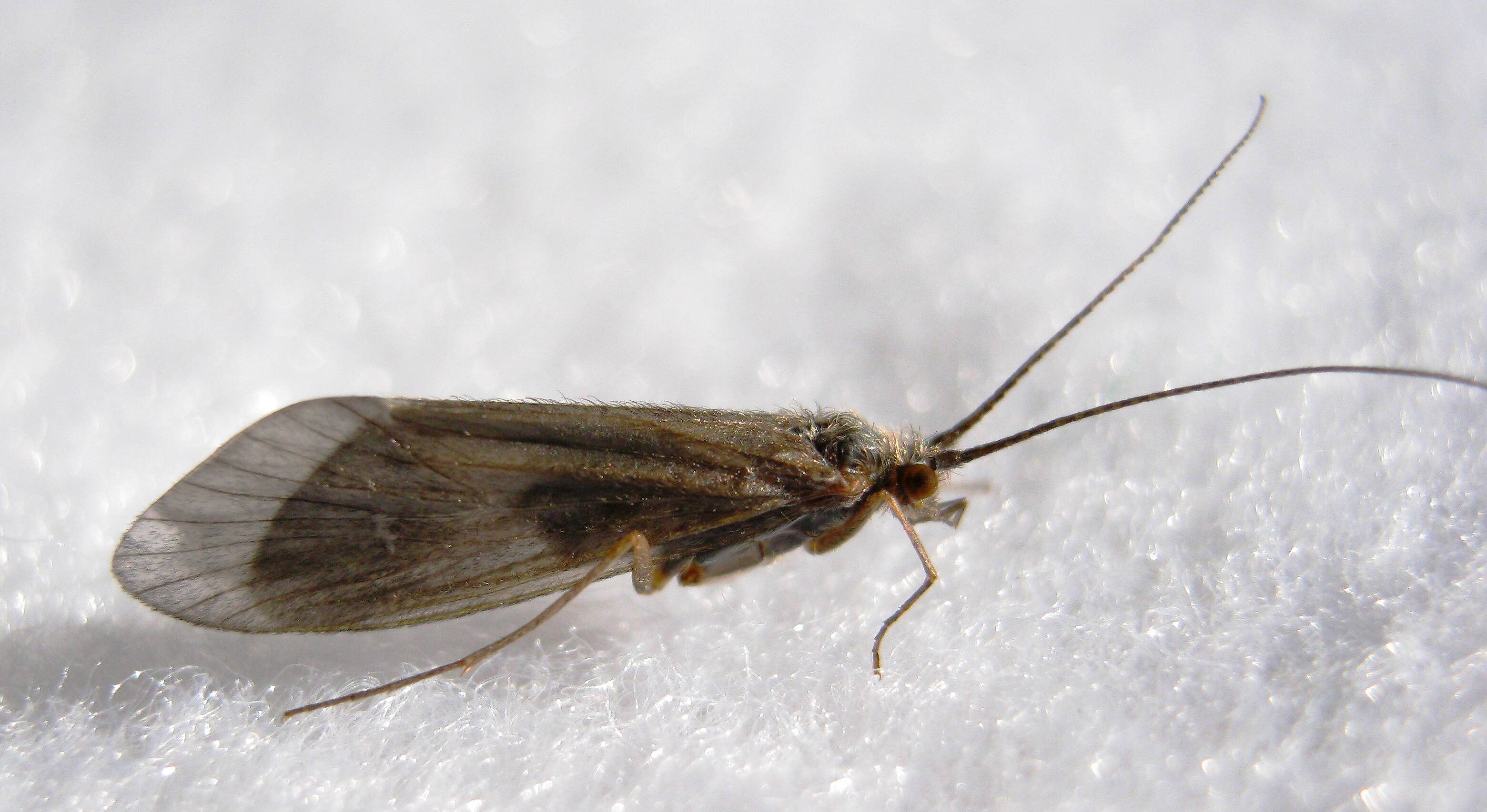 Caddisfly Genus Brachycentrus (Grannoms)