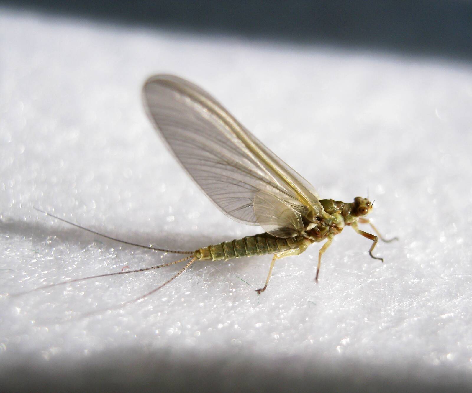 Female Ephemerella excrucians (Pale Morning Dun) Mayfly Dun Pictures