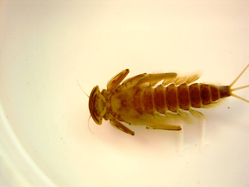 Rhithrogena morrisoni (Western March Brown) Mayfly Nymph Pictures