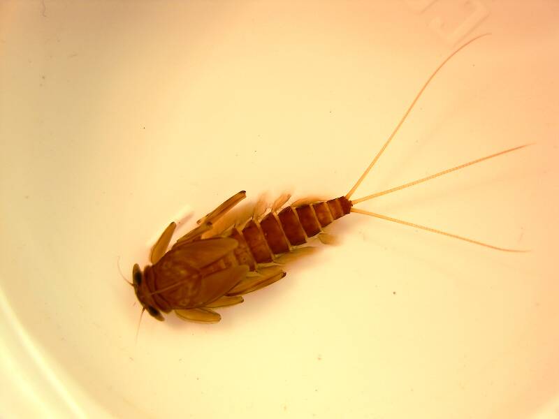 Rhithrogena morrisoni (Western March Brown) Mayfly Nymph Pictures