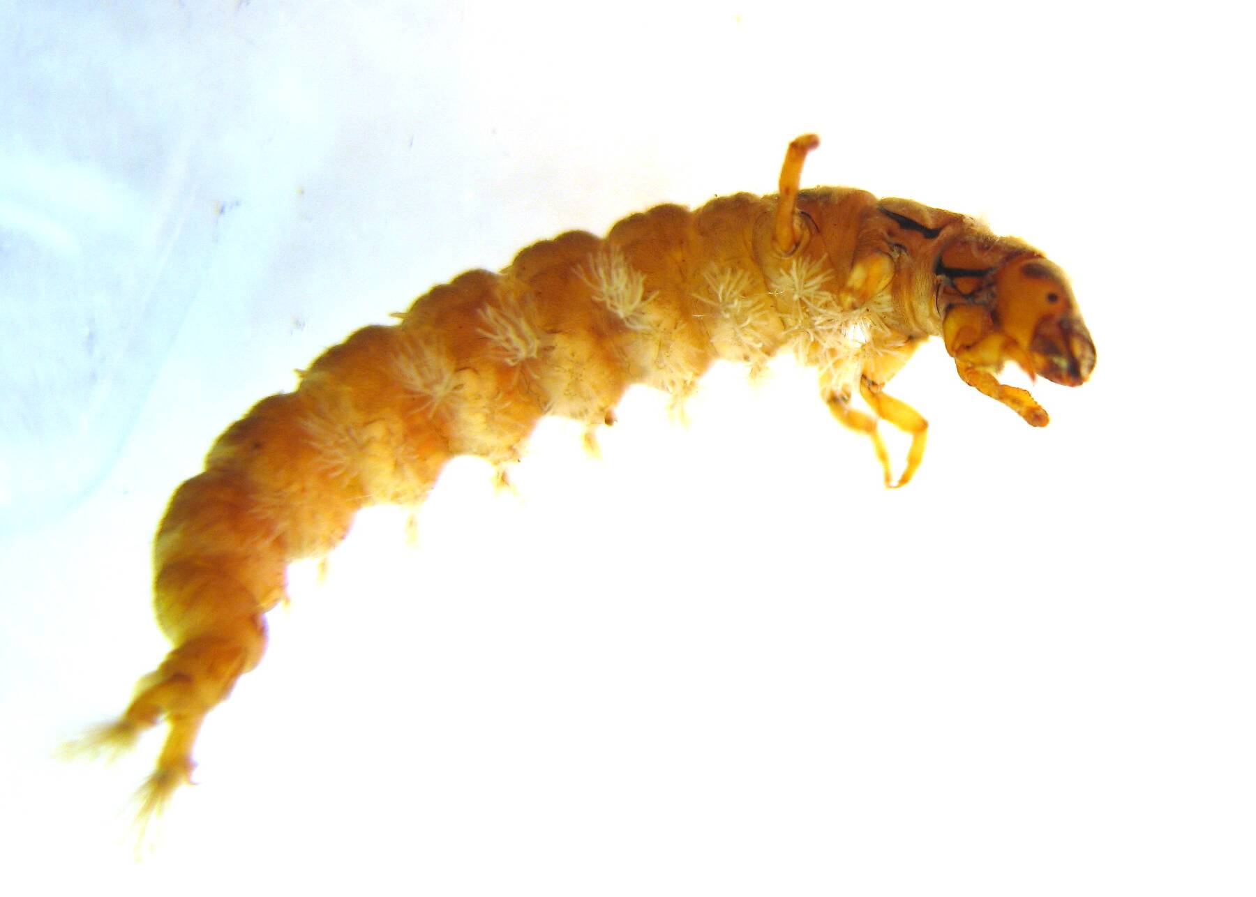 Hydropsyche californica (Spotted Sedge) Caddisfly Larva Pictures