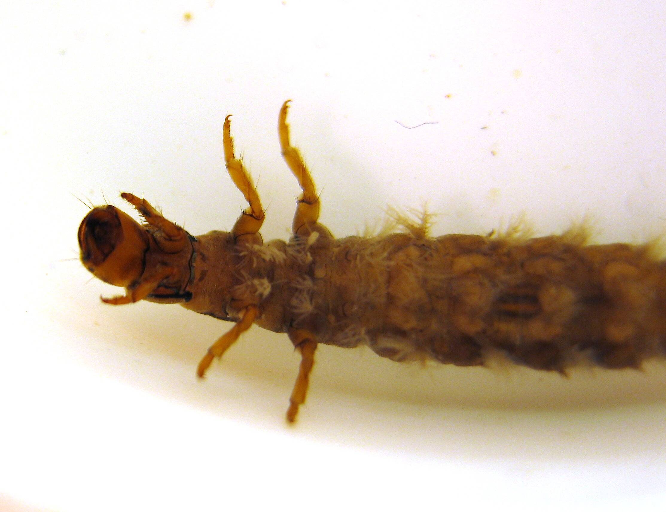 Hydropsyche californica (Spotted Sedge) Caddisfly Larva Pictures