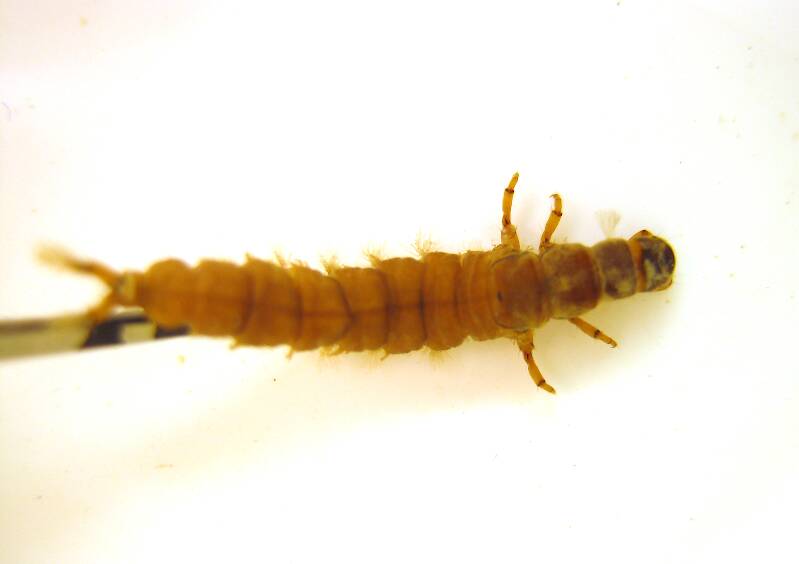Hydropsyche californica (Spotted Sedge) Caddisfly Larva Pictures