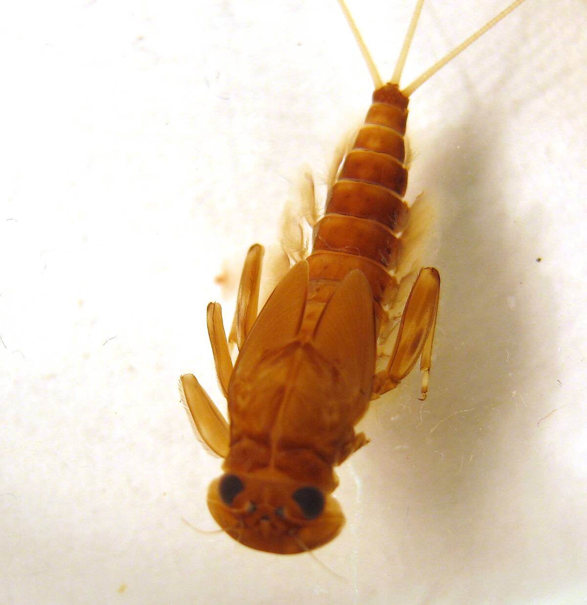 Rhithrogena morrisoni (Western March Brown) Mayfly Nymph Pictures