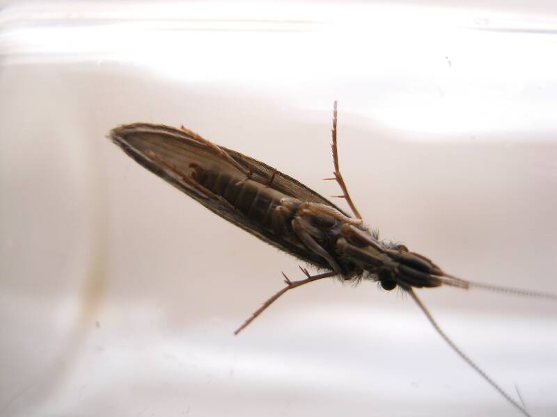 Male Lepidostoma podagrum (Little Brown Sedge) Caddisfly Adult Pictures