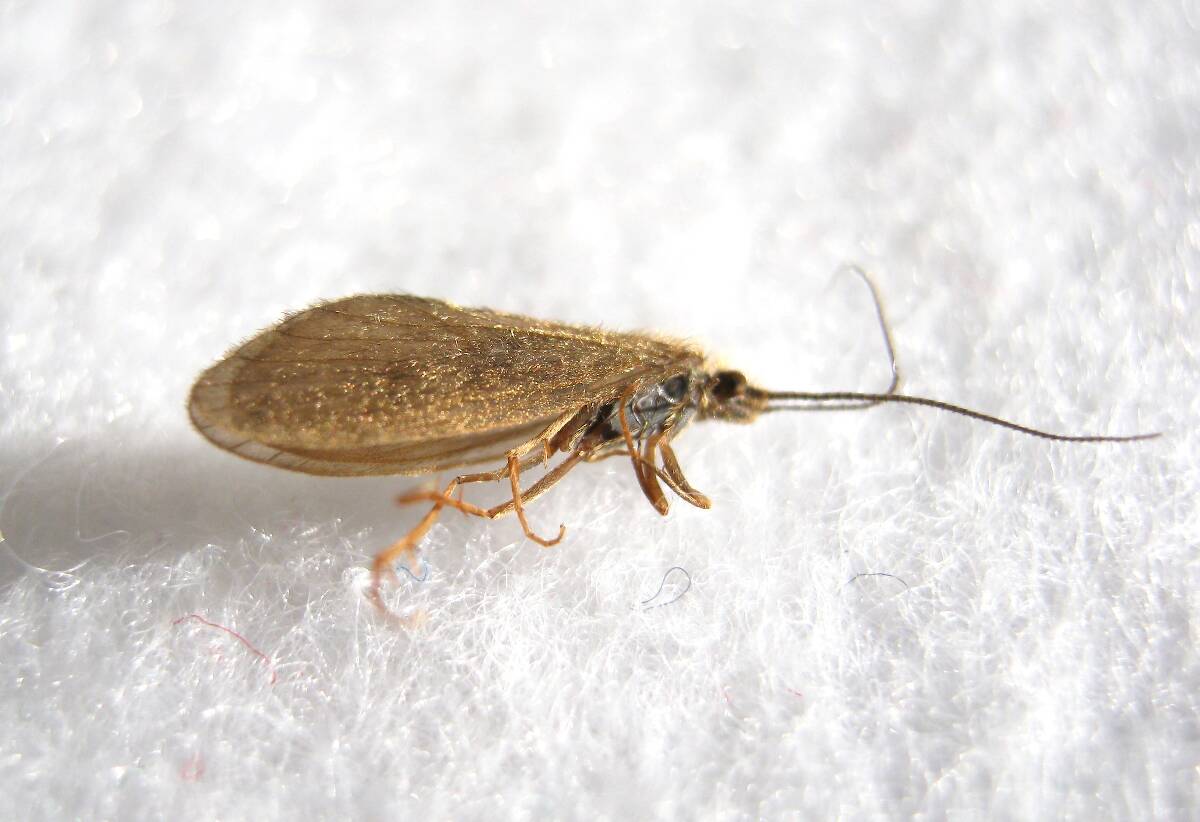 Female Lepidostoma podagrum (Little Brown Sedge) Caddisfly Adult Pictures