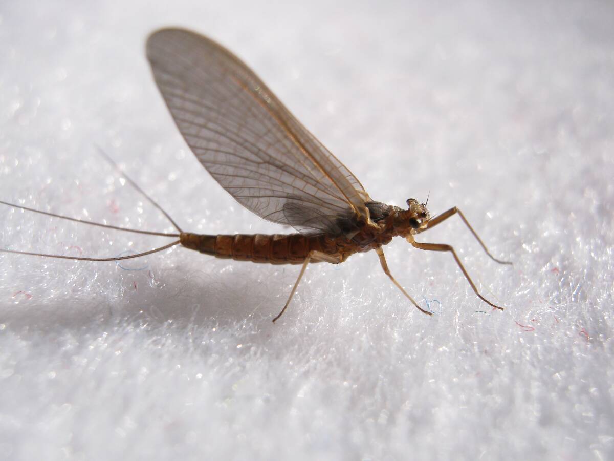 Female Paraleptophlebia debilis (Mahogany Dun) Mayfly Dun Pictures