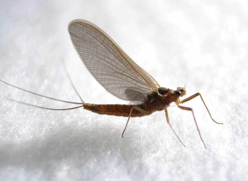 Female Paraleptophlebia debilis (Mahogany Dun) Mayfly Dun Pictures