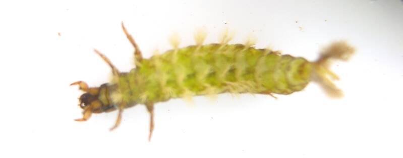 Hydropsyche californica (Spotted Sedge) Caddisfly Larva Pictures