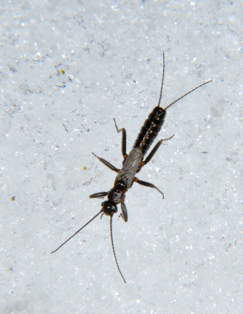 Capnia nana (Little Snowfly) Stonefly Adult Pictures