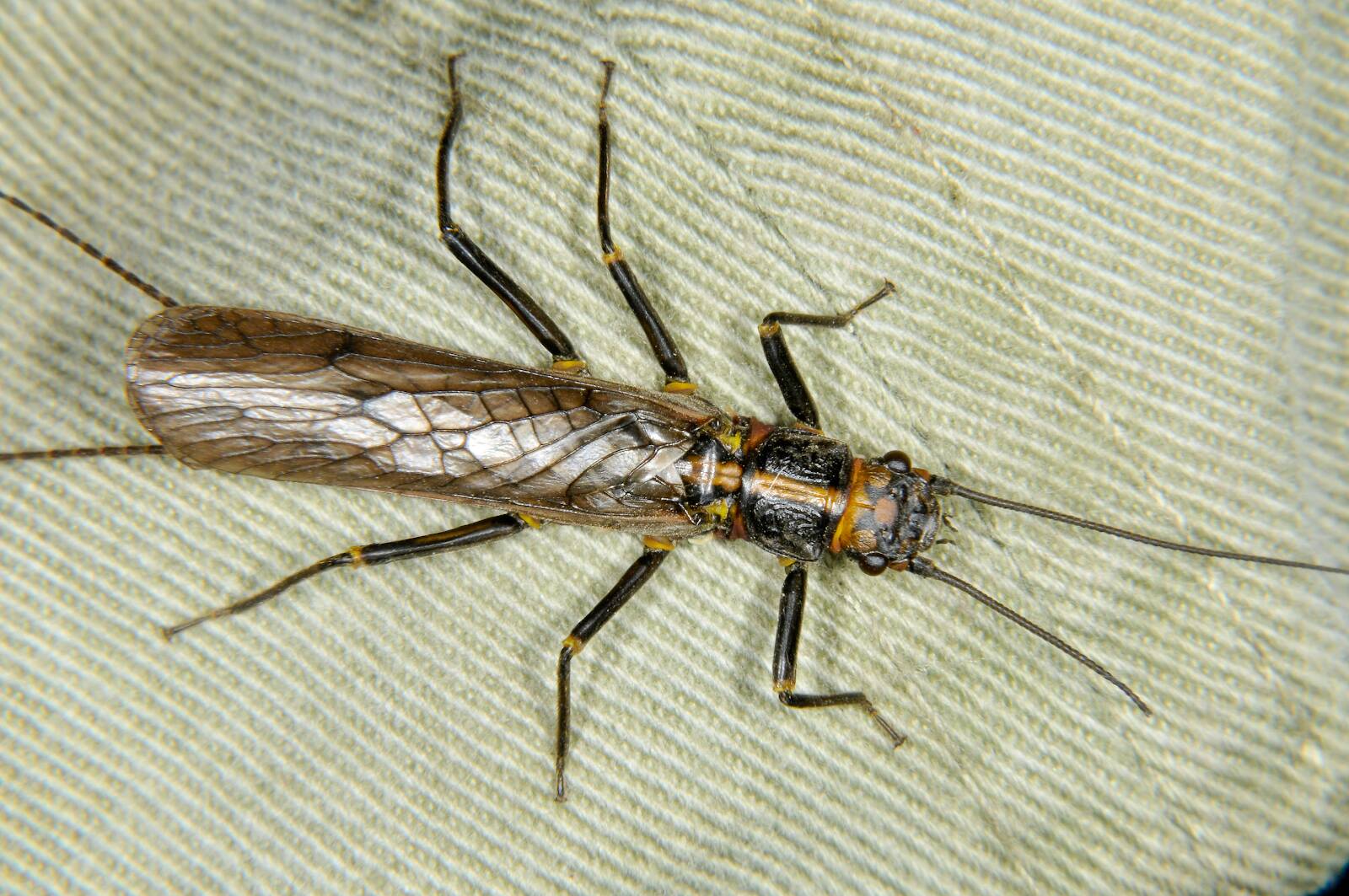 Springflies